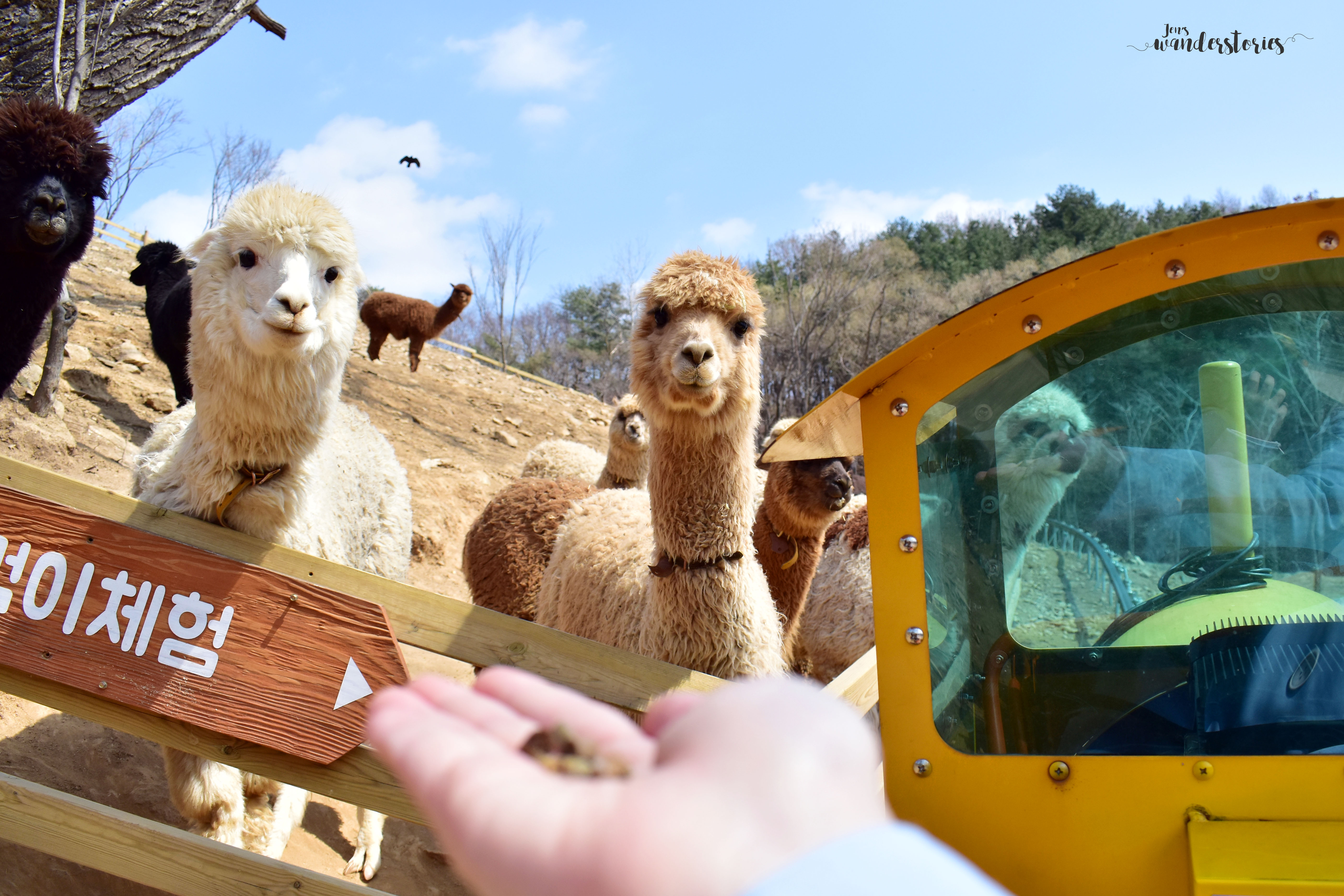 Visiting Chuncheon: Alpaca World, Jade Garden and Gubongsan Observatory ...